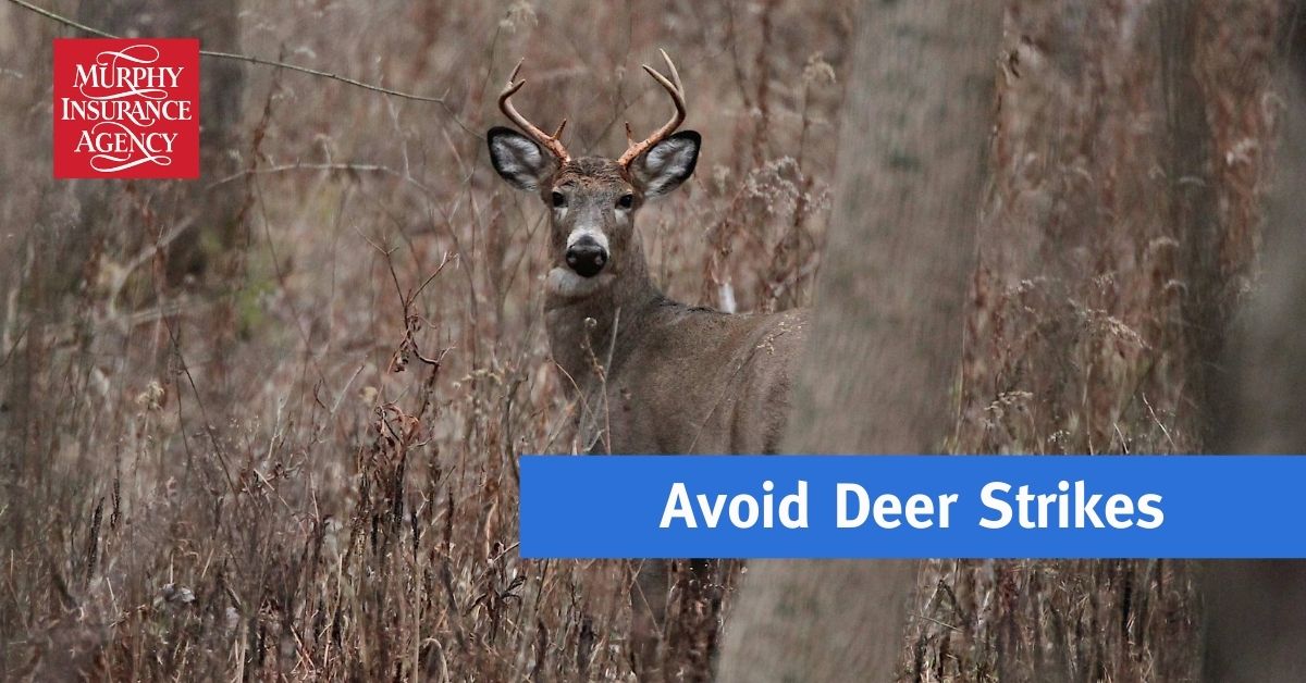 Defensive Driving to Avoid Deer Collisions | Blog | Murphy Insurance